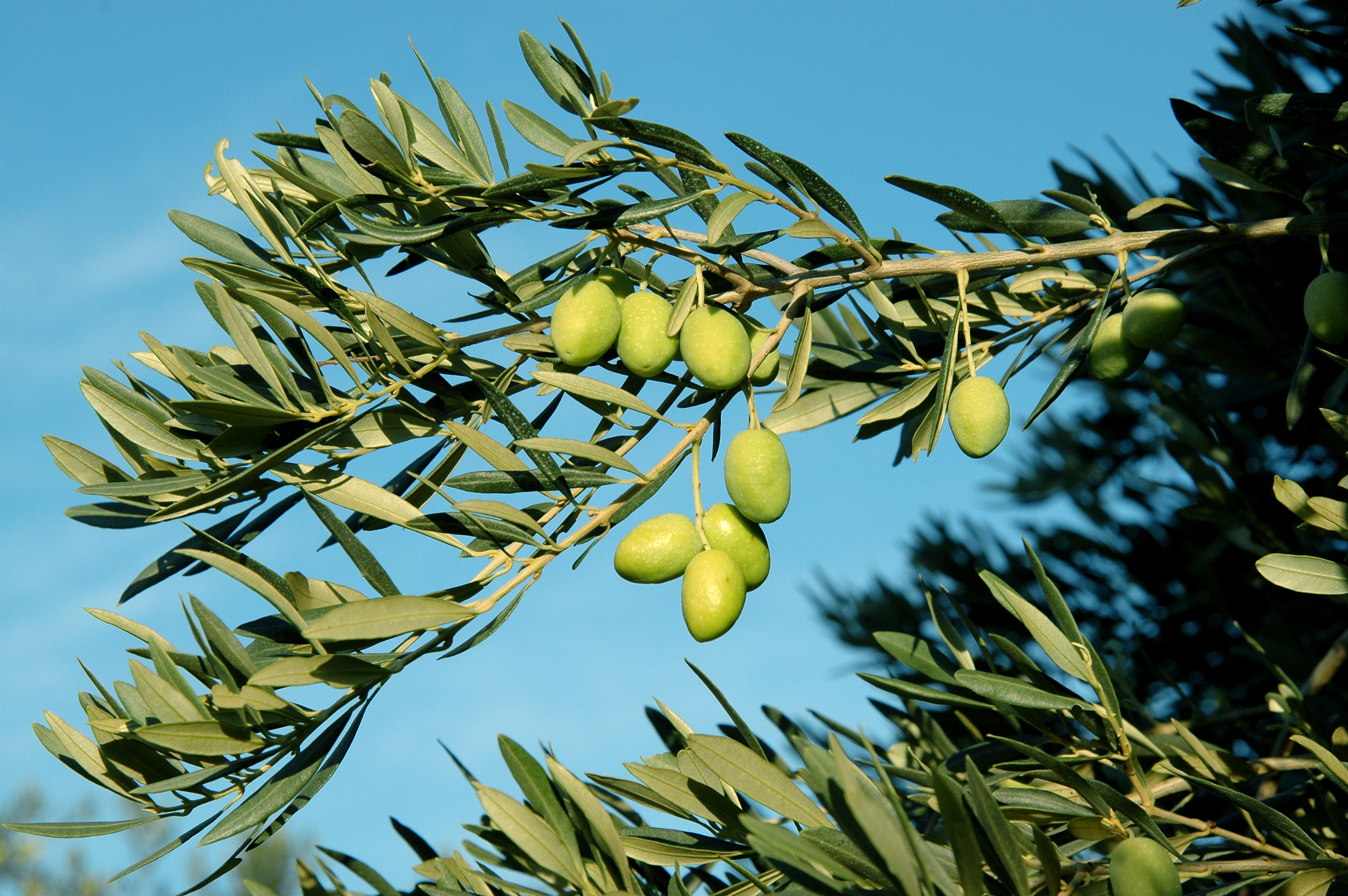 Accueil - AOP Huile d'Olive de Provence